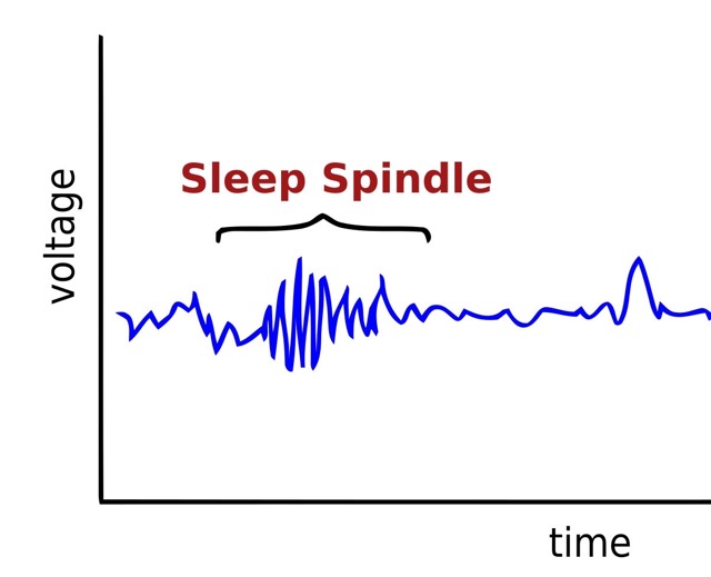 The Stages of Sleep: Understanding the Sleep Cycle | Kinnu