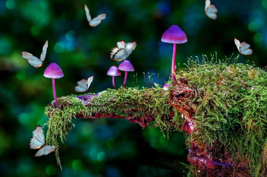 What Types of Psychedelics are There? | Kinnu